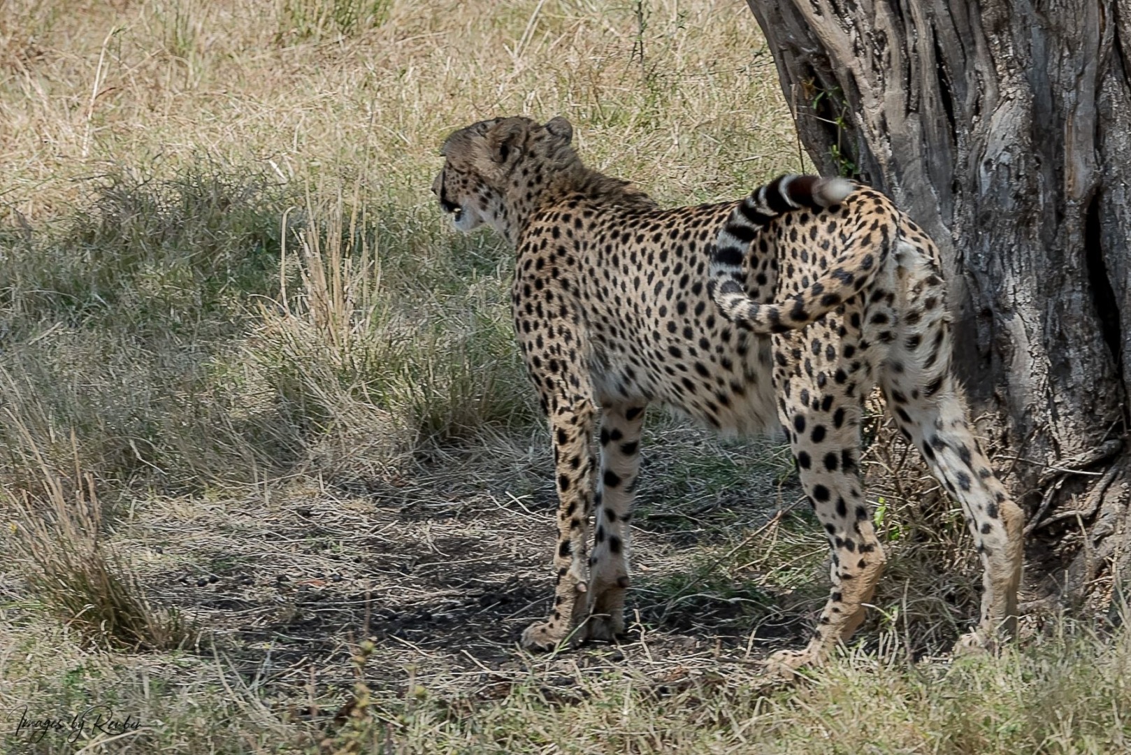 Cheetas – Images by Reuben