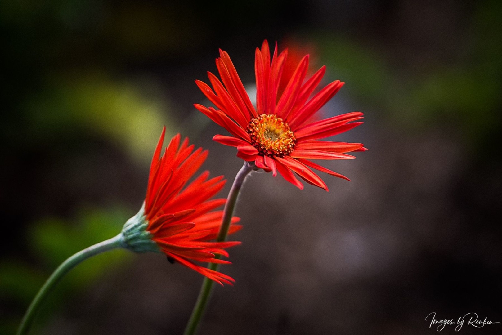 Flowers – Images by Reuben