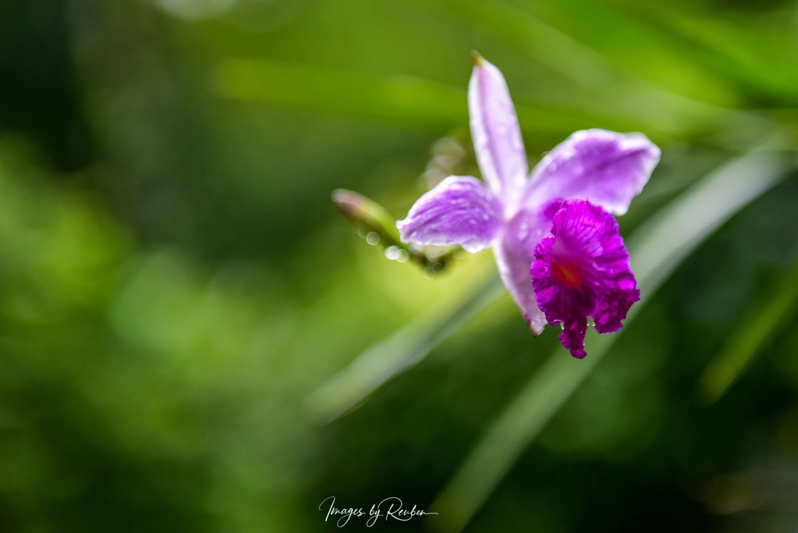 Flowers – Images by Reuben